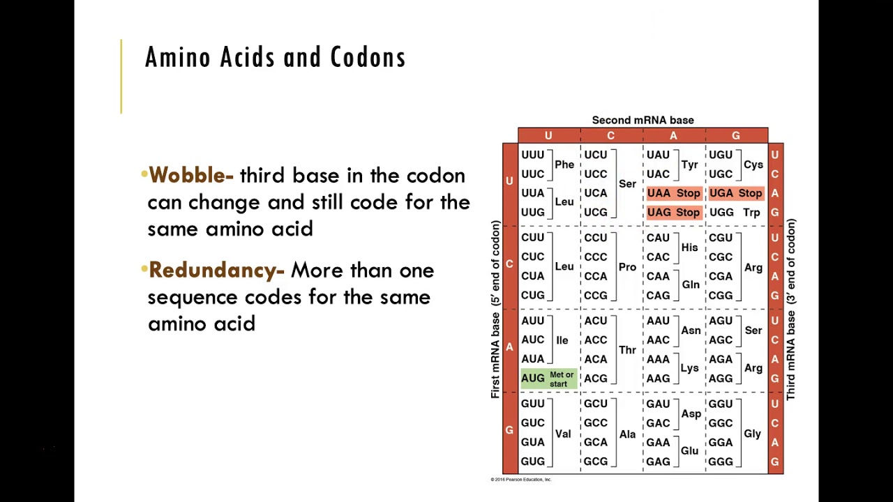 Chapter 14 Part 3 Translation Intro - YouTube