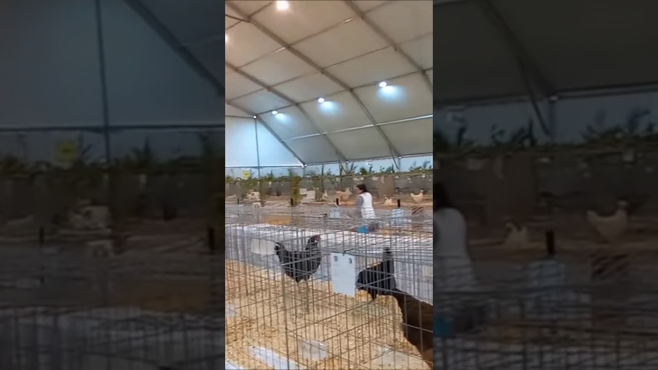 Gallos y gallinas de raza Utrerana en la feria de la gallina Utrerana ...