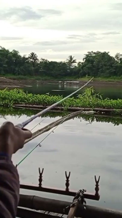 mancing saguling terbaru #mancingsaguling - YouTube