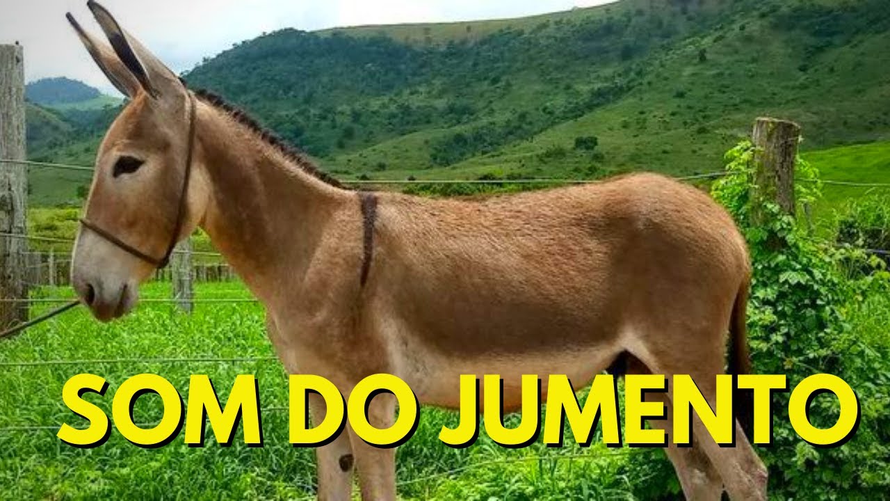 🔴 VEJA NESSE VÍDEO - SOM DO JUMENTO - SOM DO BURRO RELINCHANDO - FATOS ...