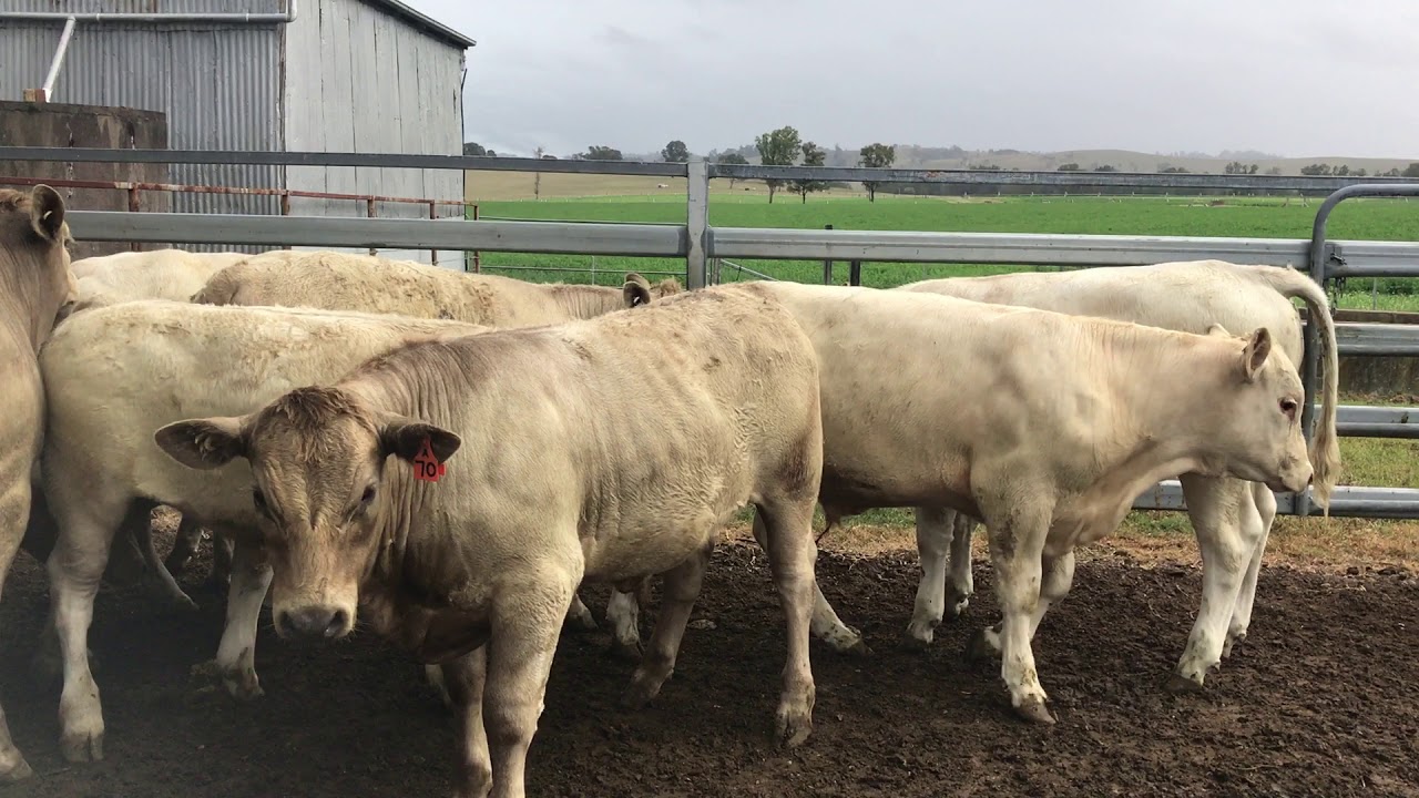 30 Charolais Angus X steers & 1 Angus Steer curfewed 311 kg - YouTube