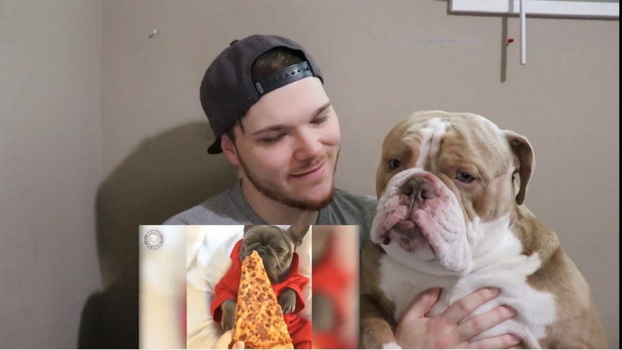 Walter the Bulldog Reacts to Baby Dogs, Cute and Funny Dog Videos ...