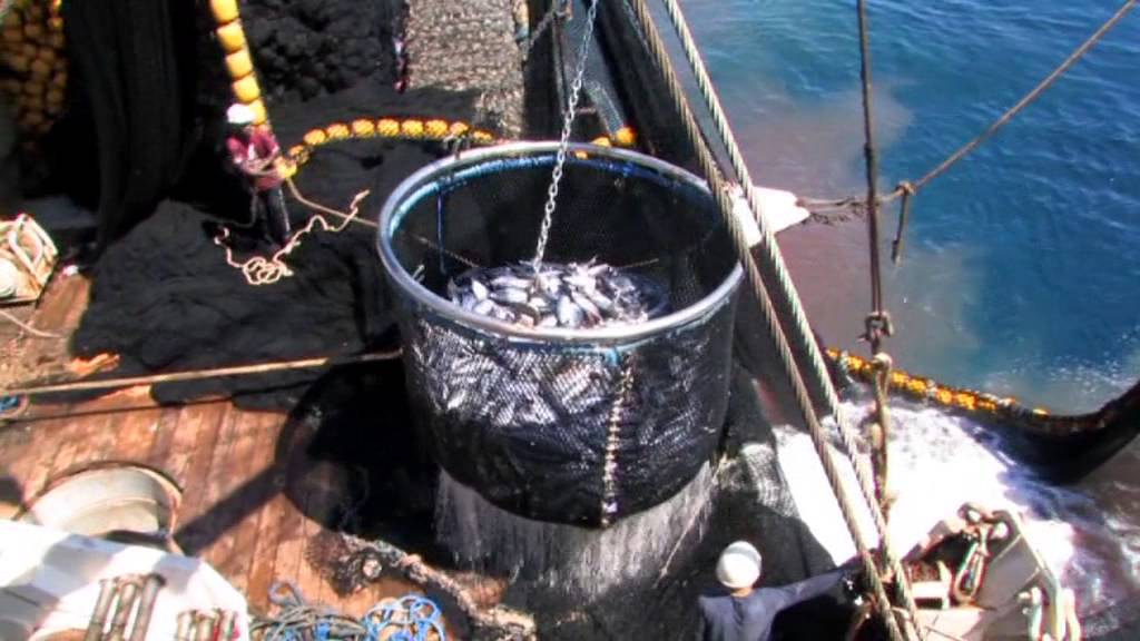 PIRFO - Tuna Purse-Seine - Different Types of Brail - YouTube