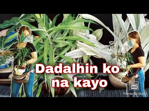 Flower Pots for Classroom/Gee Channel Official