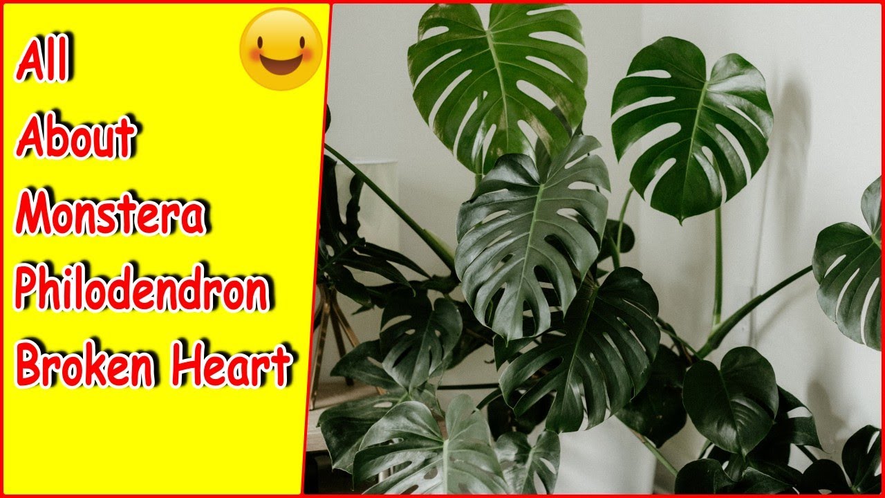 Monstera Plant Care |Broken Heart Plant|Swiss Cheese Plant|How to grow ...