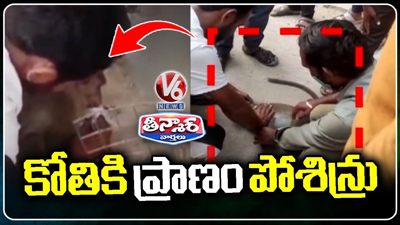 Heroic Rescue : Makthal Residents Save Monkey With CPR After Electric ...