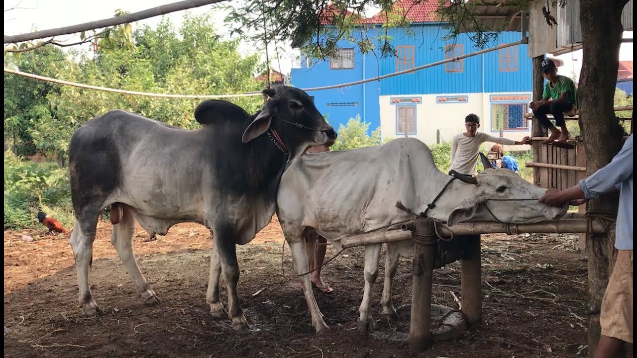 Simple Life of Cow Breeds In Asia - A Man Training Cow Made Baby - YouTube