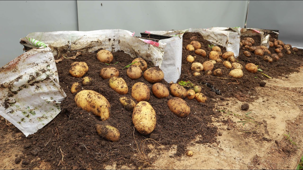Many tubers - How to grow potatoes on the terrace for a rich harvest ...