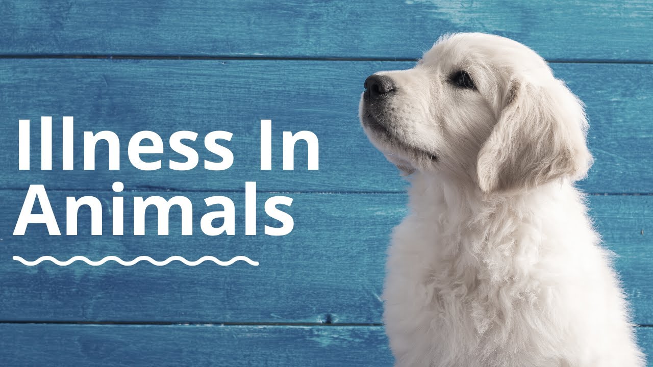 What Causes Illness In Animals? Animal Health Care video - YouTube