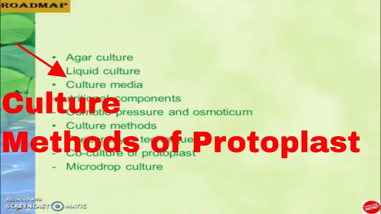 Culture methods of protoplast - YouTube