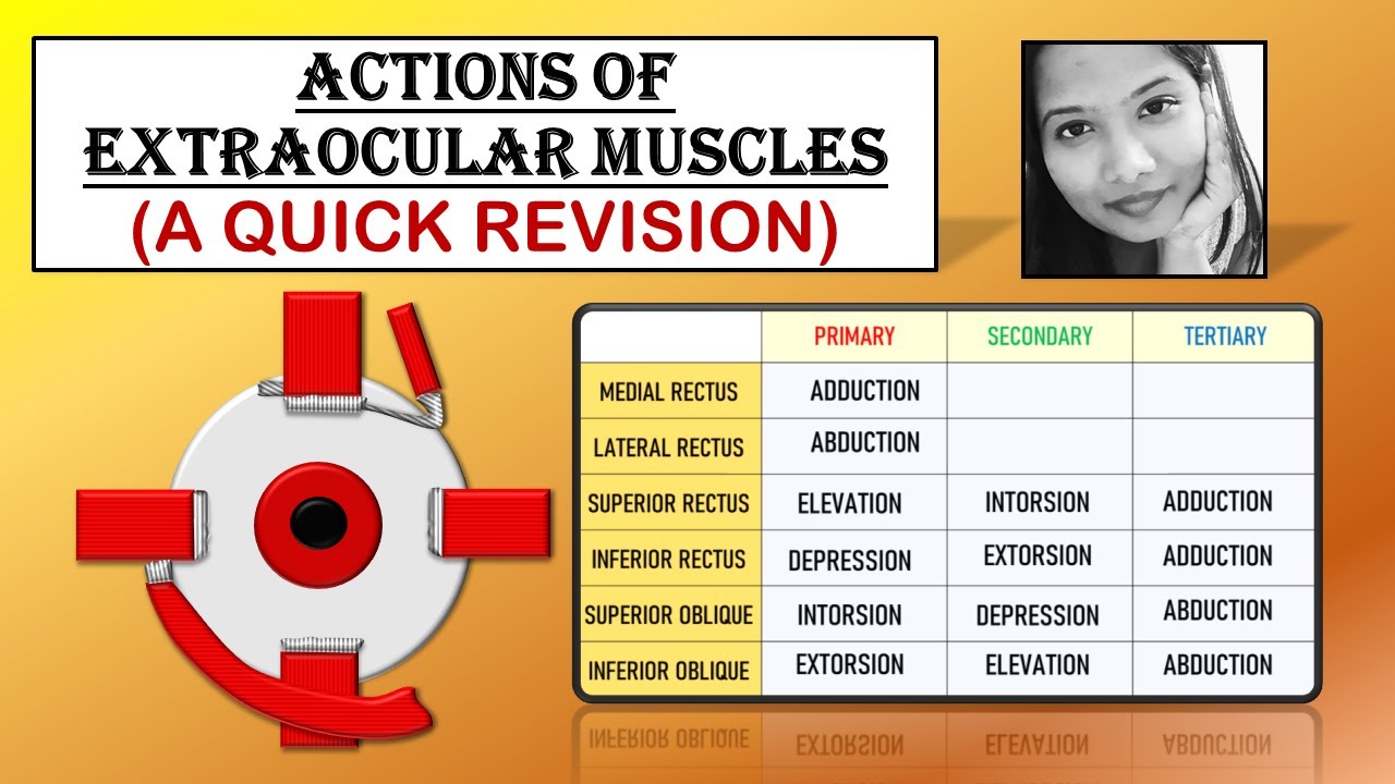 Quick Revision! Actions of Extraocular Muscles | Squint Simplified For ...