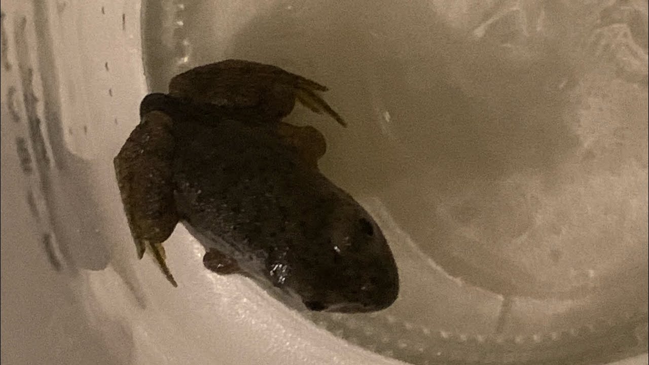 IT’S OFFICIAL- Frog Transformation Montage! - YouTube