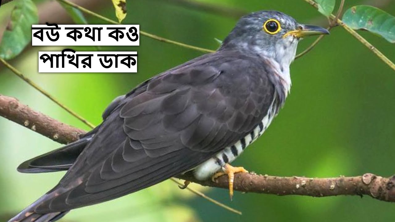বউ কথা কও পাখির সেই ডাক | Bou Kotha Kou Pakhir Dak | Indian Cuckoo Bird Sound @wildindiamit ...