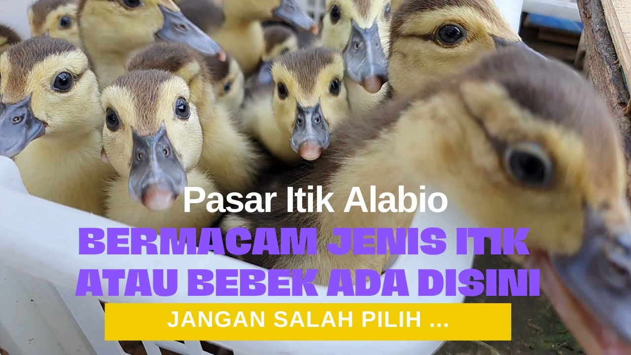 Macam Jenis Itik bebek dan unggas - Bebek dari china Jawa Kalimantan ...