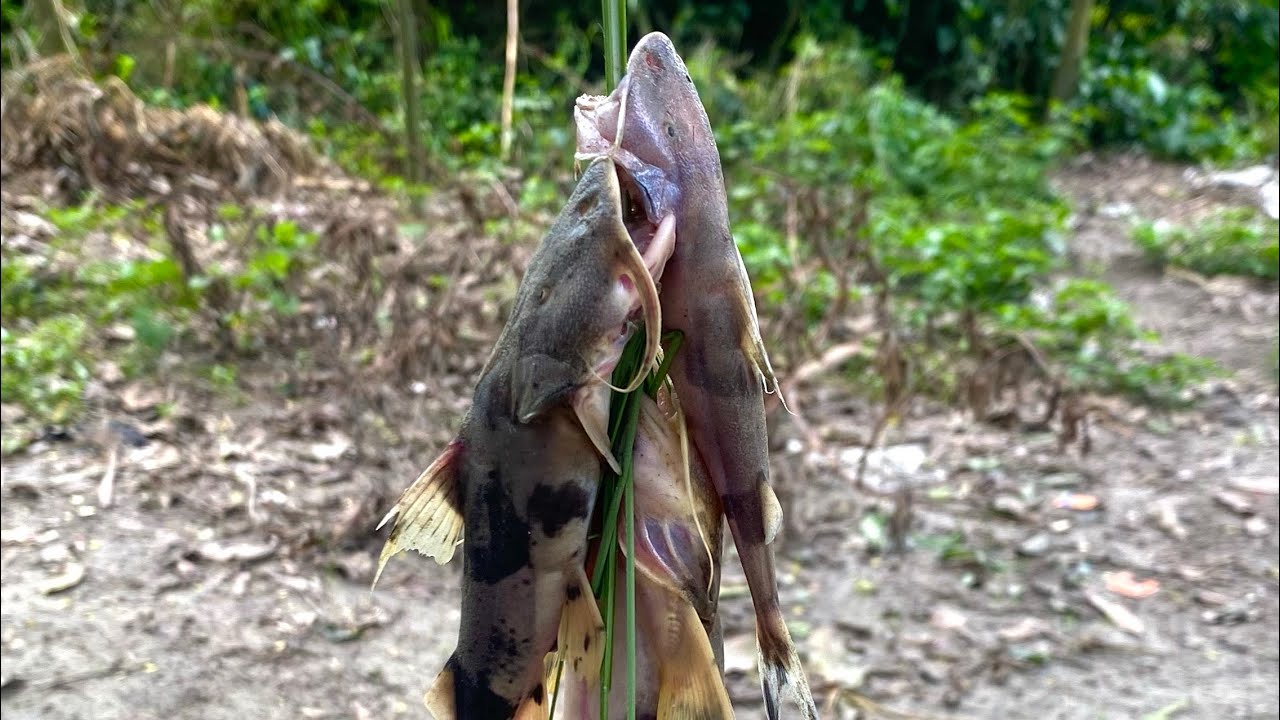 Traditional fishing system - YouTube
