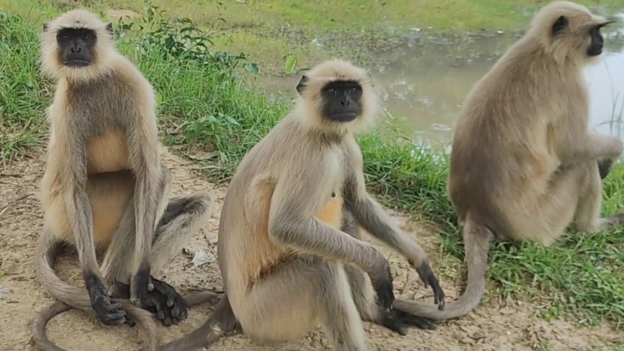 "Jungle Monkeys Go Wild – Funniest Moments Caught on Camera!" - YouTube