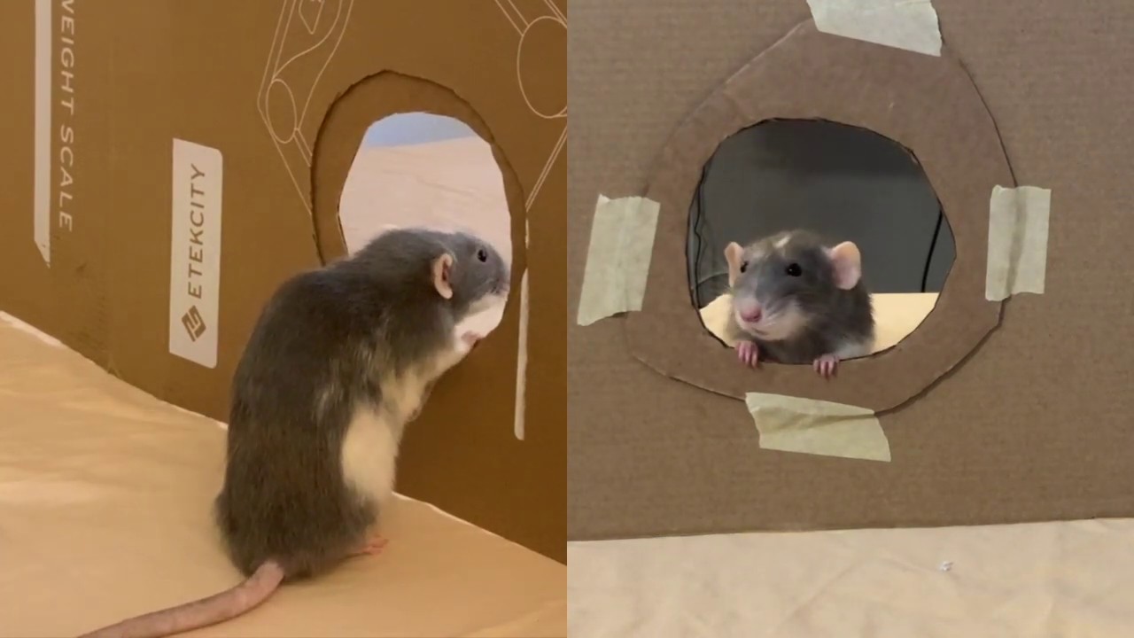 Ritz the Rat Fits through Holes HD 720p - YouTube