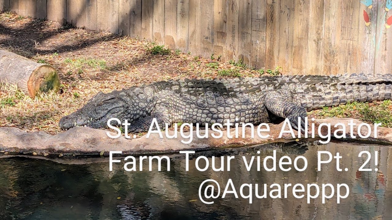 Part 2 St. Augustine Alligator Farm Tour Video! EPIC TOUR!! @AquaReppp ...