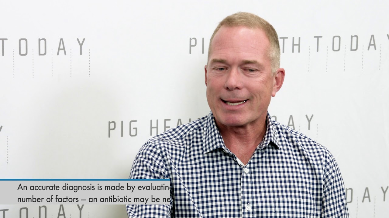 Minimal Evidence of Antibiotic Resistance in Swine with Dr. Joel Nerem ...