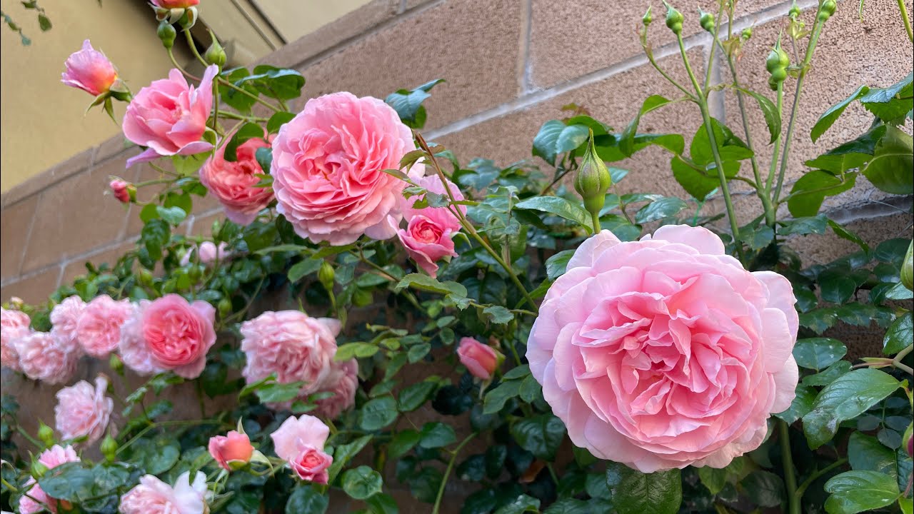 David Austin Rose Climber Rose Strawberry Hill Rose First flush 2023 # ...