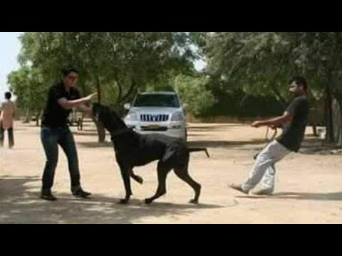 TOP 10 DOGS SARDAR FAWAD GUJJAR || #doglover #topShikari #bullyworld ...