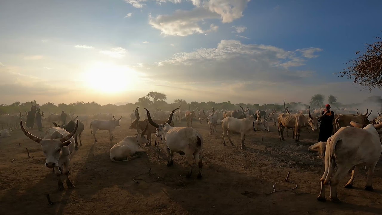 Visiting With The Mundari Tribe In South Sudan - YouTube