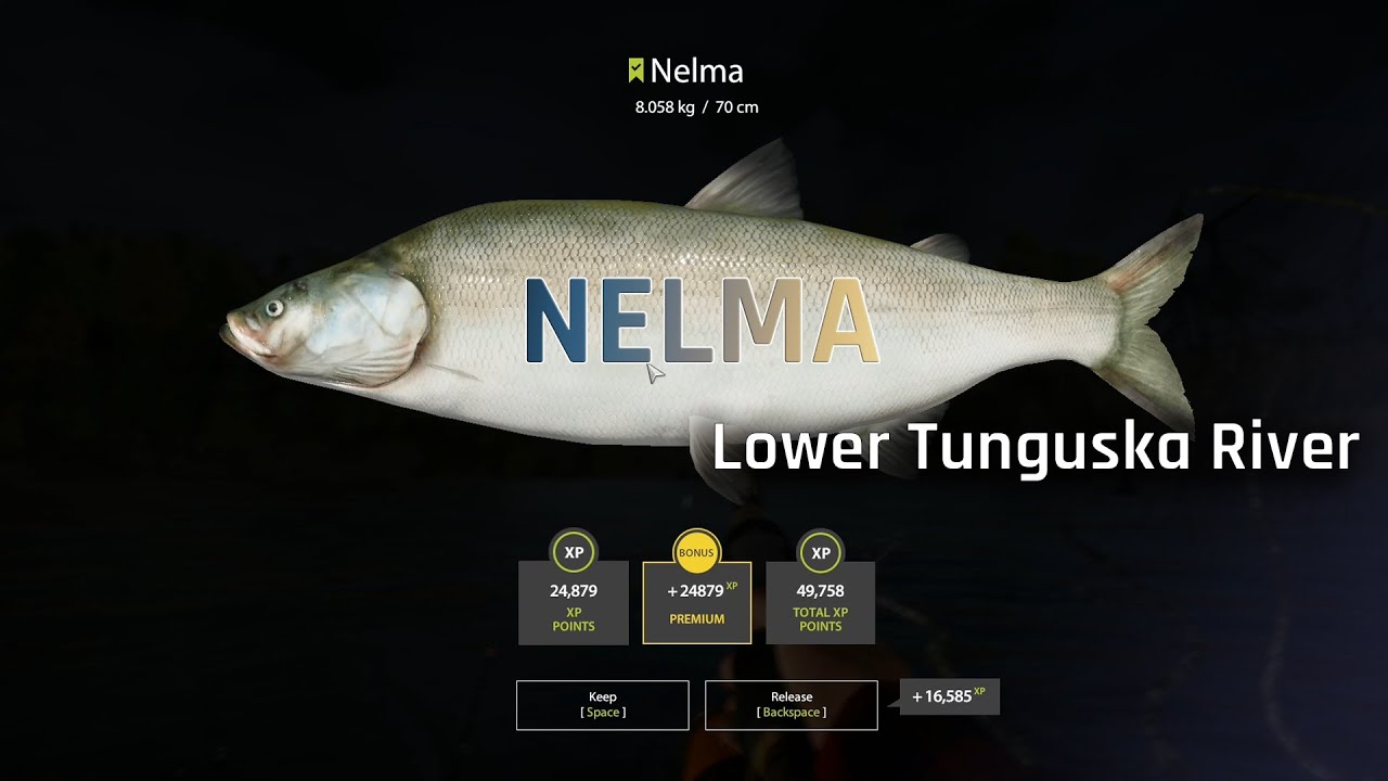 Russian Fishing 4 - RF4 | Nelma | Lower Tunguska River - YouTube