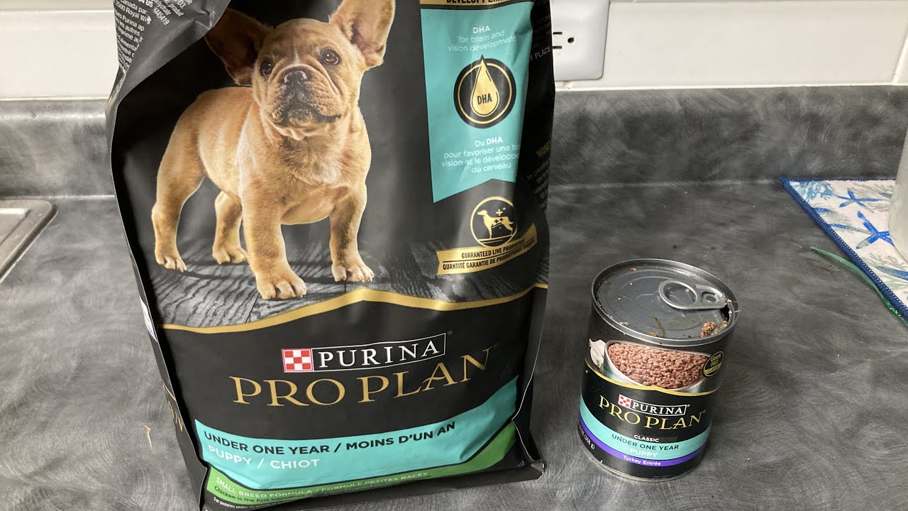 Vlog - Feeding My Frenchie ( PURINA Pro Plan) - YouTube