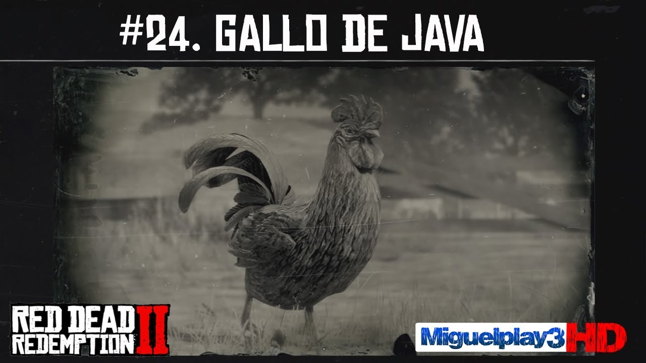 Localización Gallo de Java - #24. Compendio Animales - Red dead ...