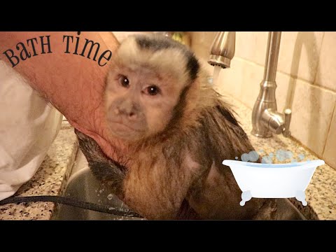 Capuchin Monkey Bath Time Training! - YouTube