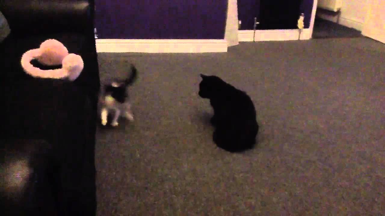 Kitten meeting cat - YouTube