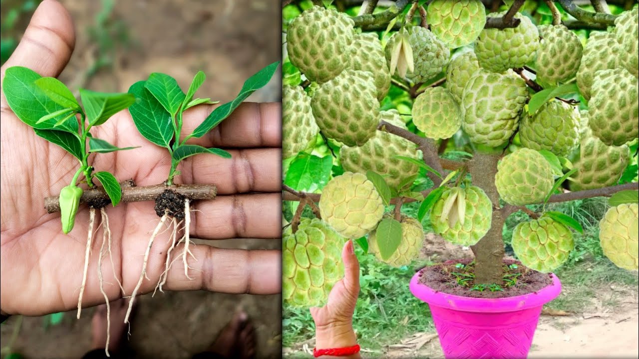 Sugar apple plants grow from cuttings with alovera - YouTube