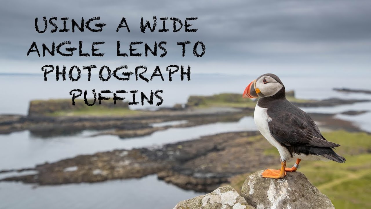 Using the WIDE ANGLE lens for WILDLIFE PHOTOGRAPHY and PUFFINS IN ...