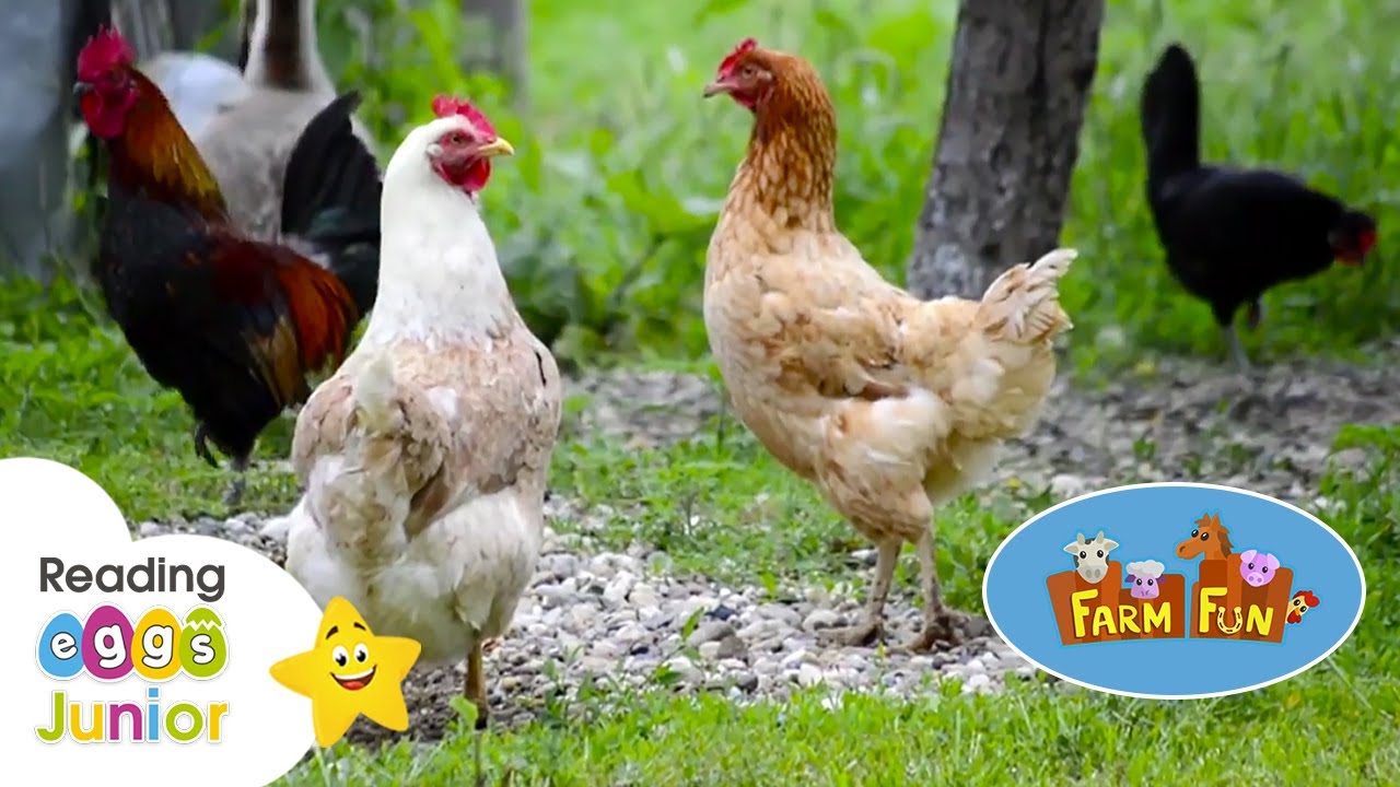 🐣 Chickens 🐔 Farm Animals | Farm Fun Toddler Video - YouTube