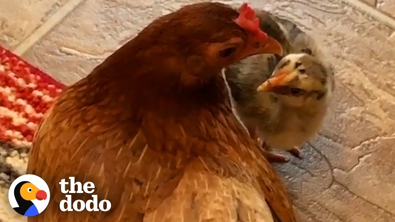 Ben The Rescue Chicken Just Adopted A Chick Who Wasn’t Hers | The Dodo ...