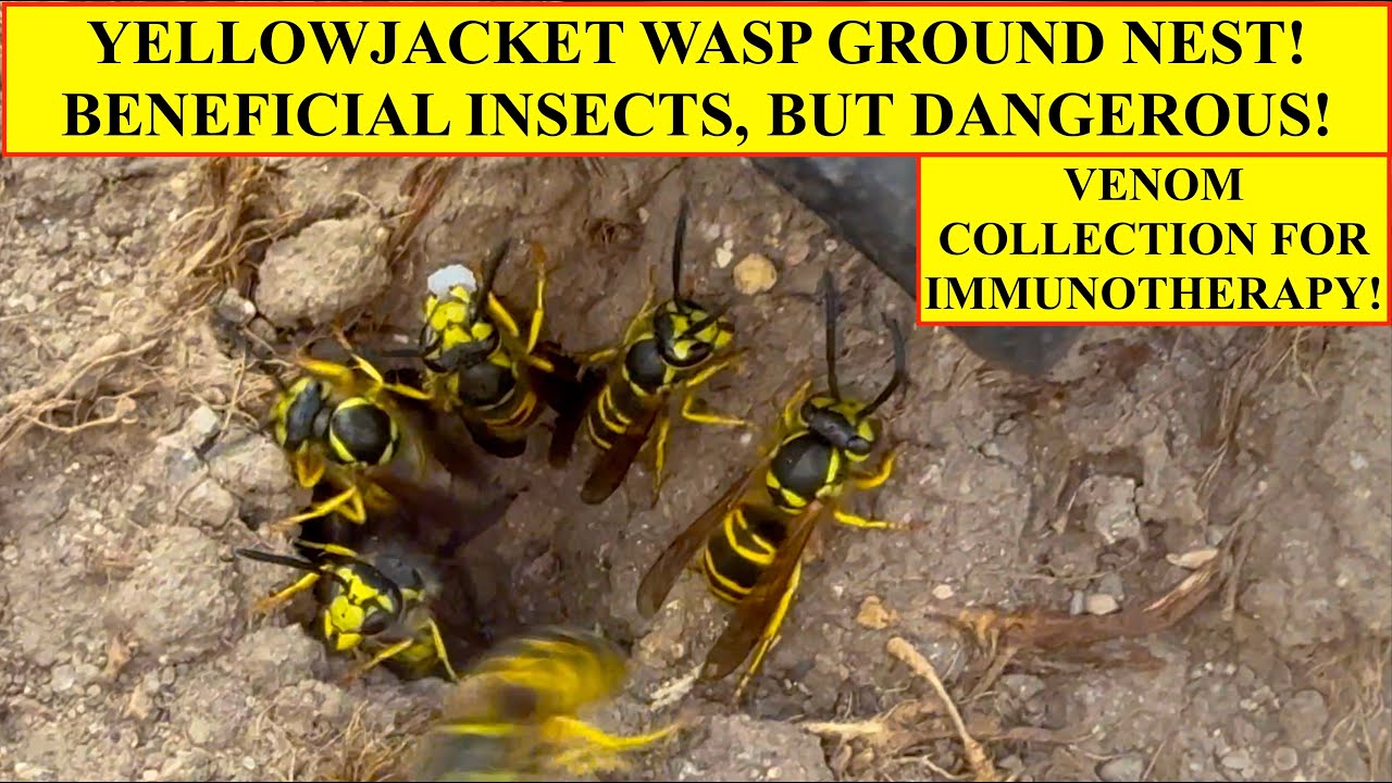 SEE A DANGEROUS YELLOWJACKET WASP GROUND NEST REMOVED AND COLLECTED FOR ...