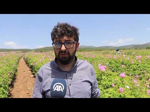 Isparta'da kış aylarının yağışlı geçmesi gül rekoltesinde beklentiyi artırdı