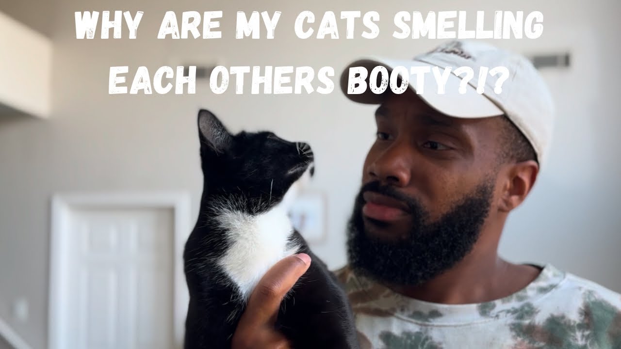 Why Are My Cats Smelling Each Others Booty?!?! - YouTube