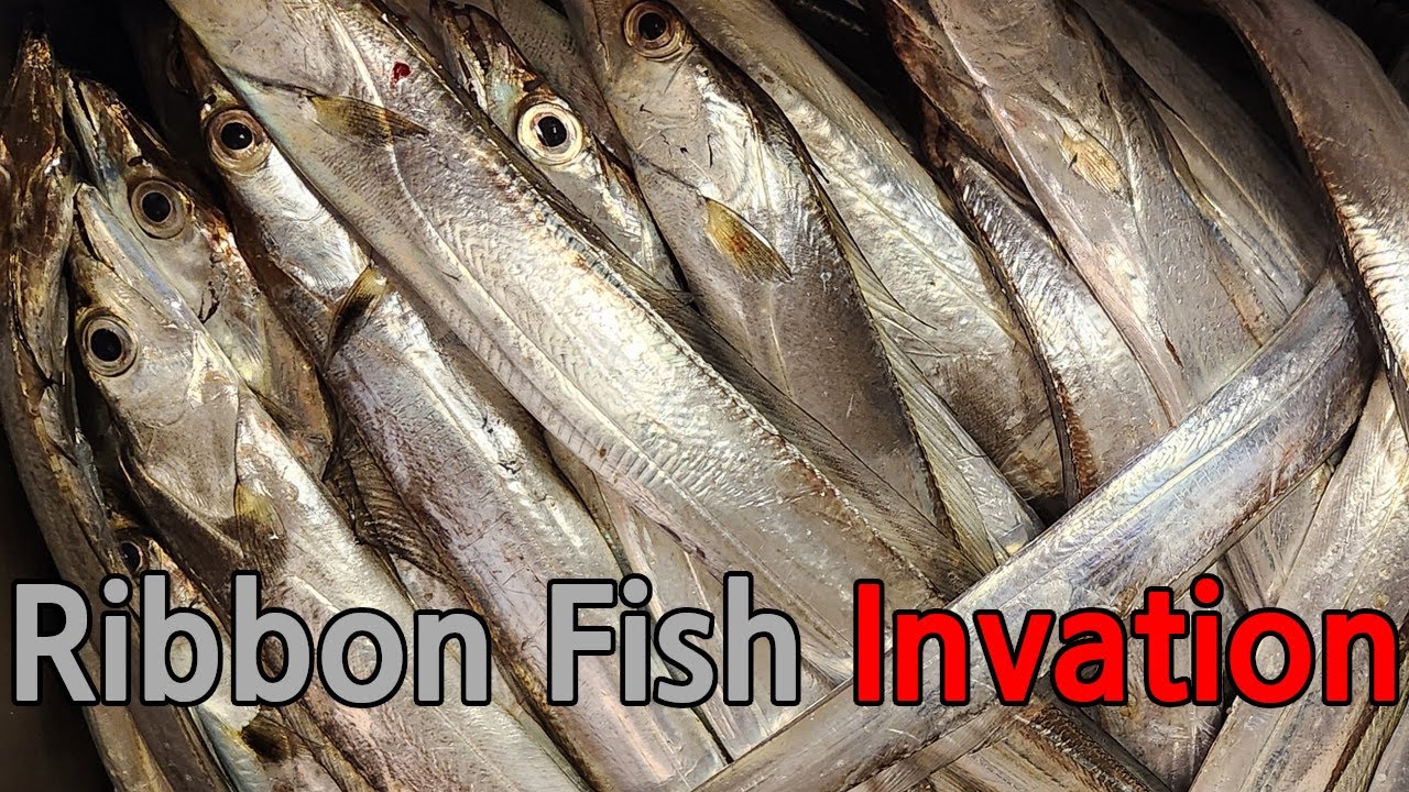Catching 100+ Ribbon Fish! Hairtail - YouTube