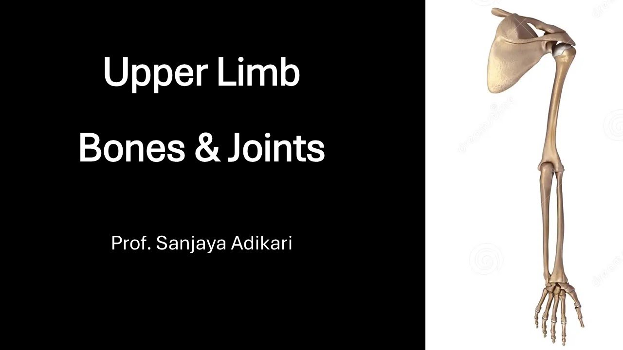 Bones and joints of the pectoral girdle and upper limb - YouTube