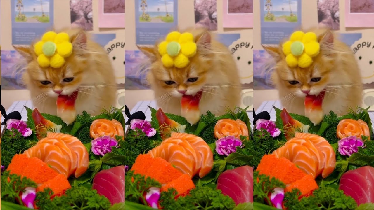 CAT MUKBANG SHOW ASMR VIDEO #cat #animals #mukbang - YouTube
