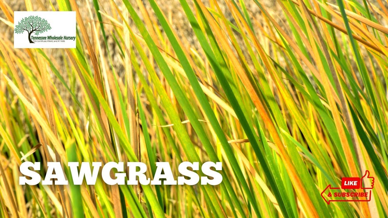 SAWGRASS- TN NURSERY - YouTube
