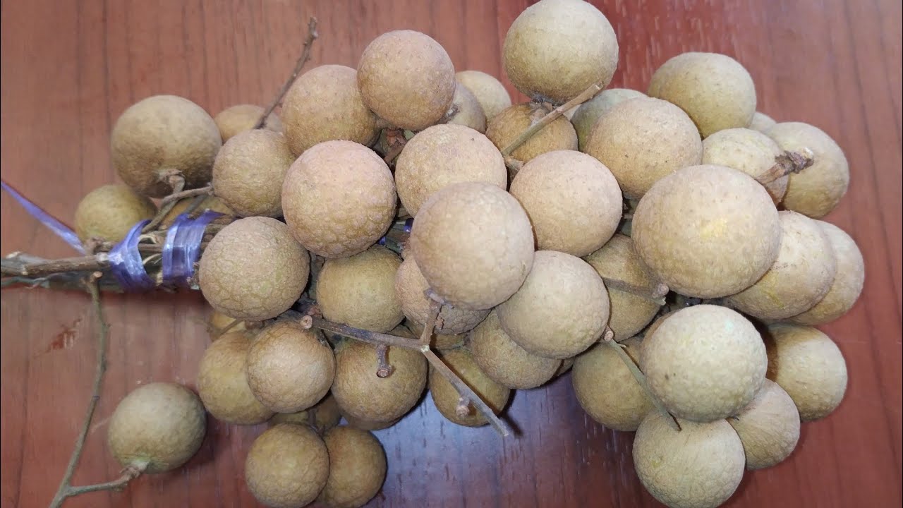 Eating Longan (Dimocarpus longan) in Banjuwangi in Java - YouTube