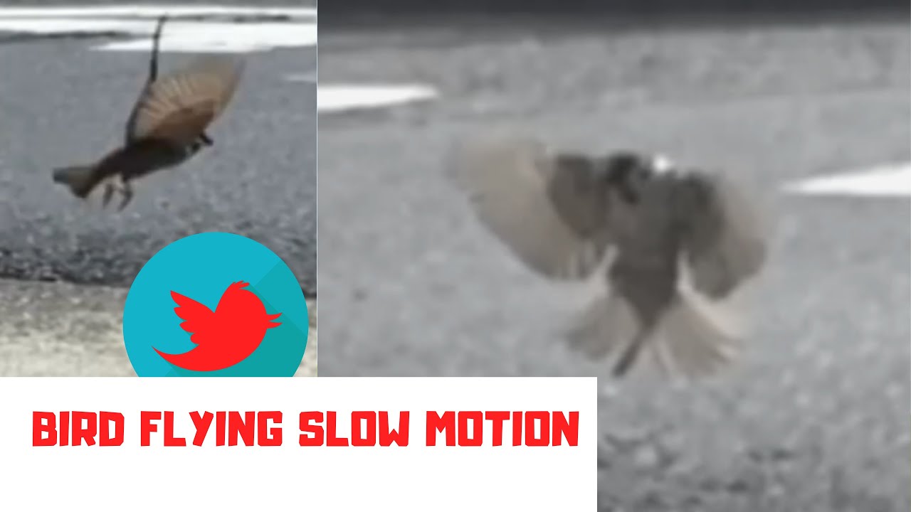 Beautyful birds coming and going on slow motion/bird flying slow motion ...