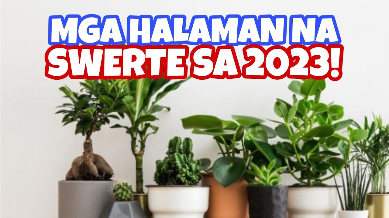 Mga HALAMAN na SWERTE sa 2023! - YouTube