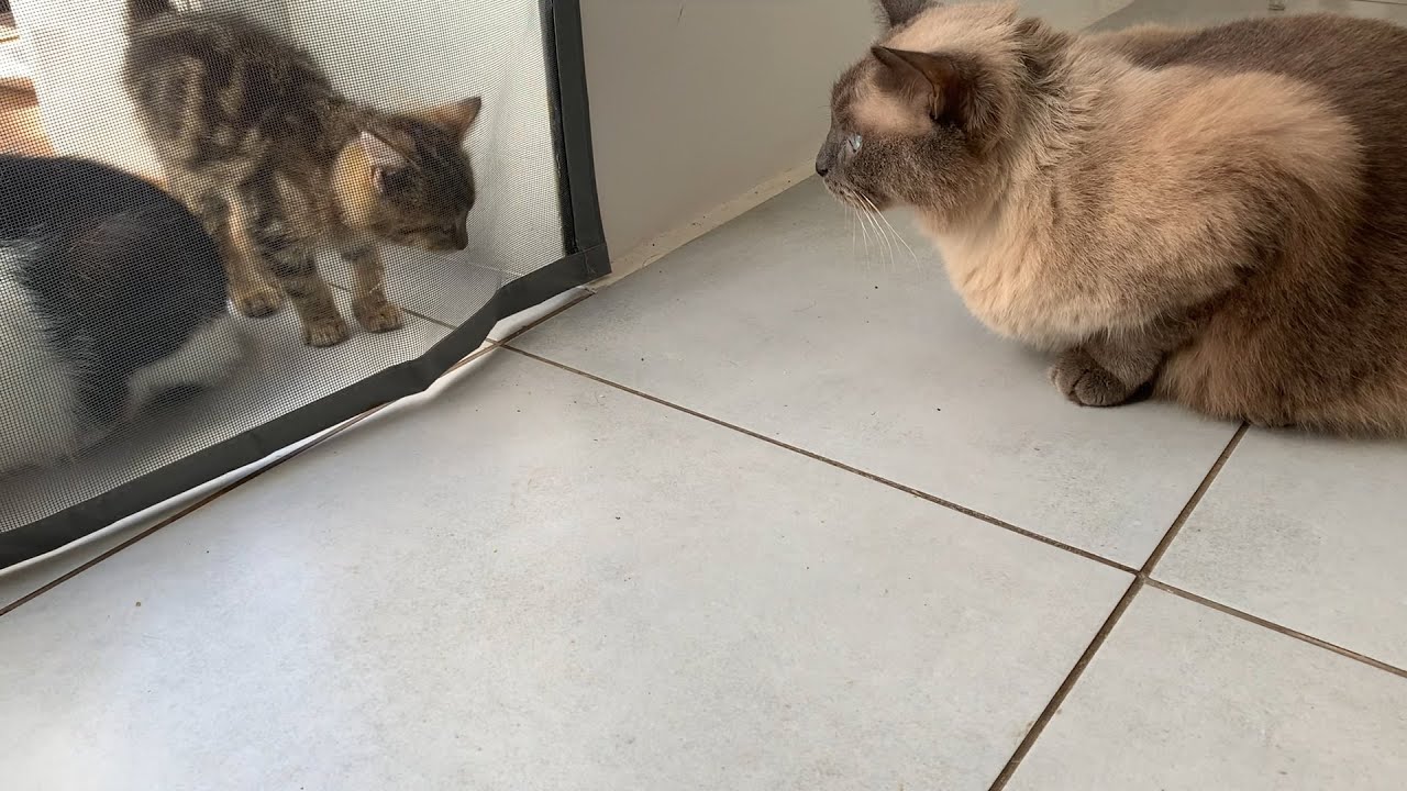 Our Home Cat wonders: who are these cats? - YouTube