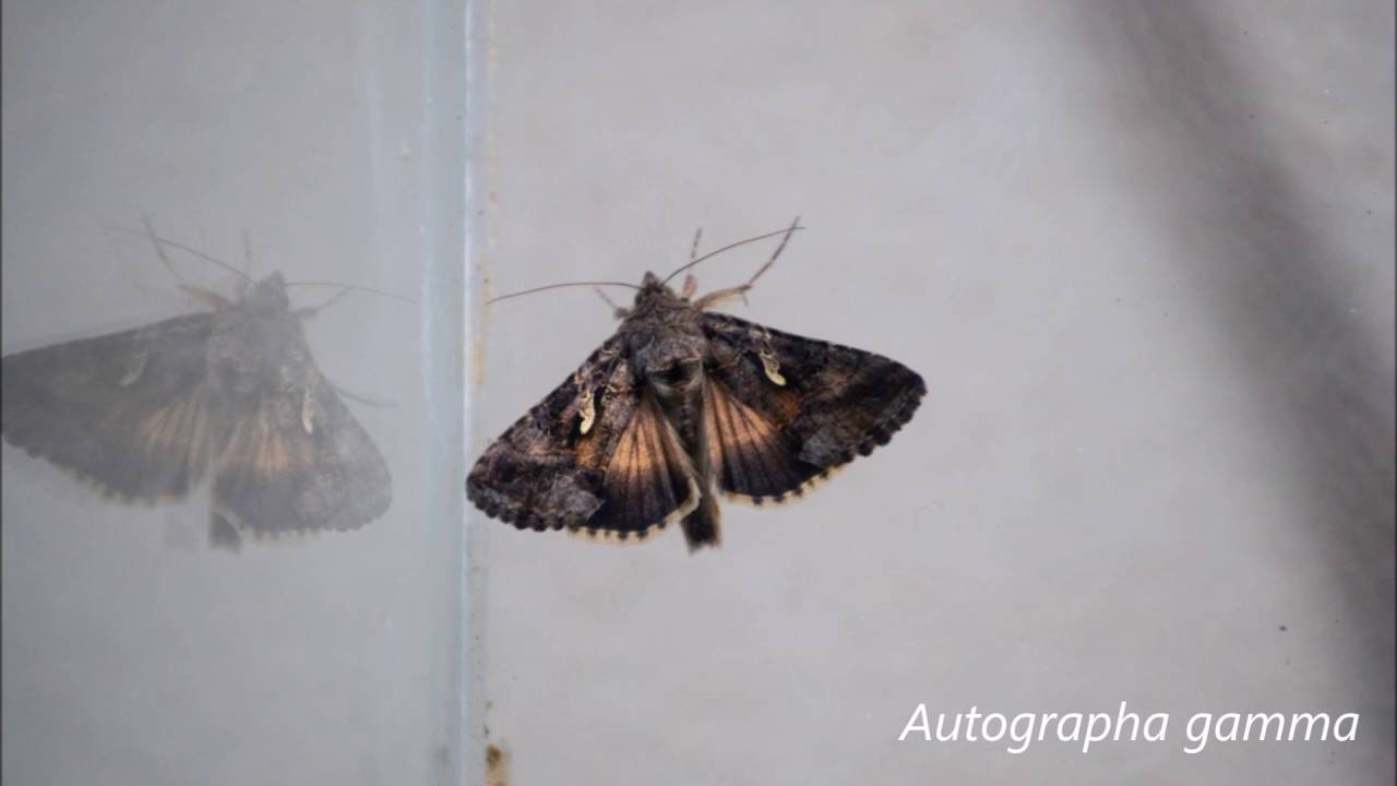 Birth of a moth - YouTube