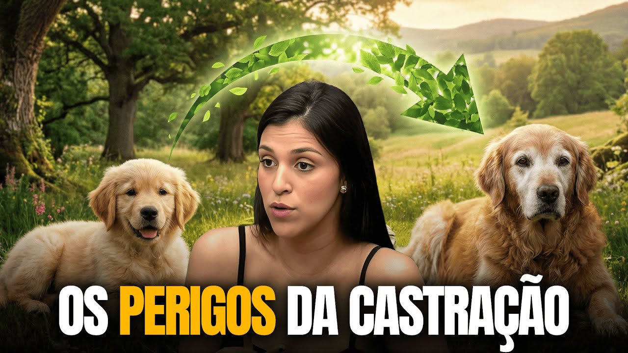 Castrar ou não castrar? qual a melhor opção? - YouTube
