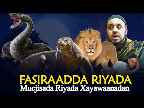 Layaabka Riyada Xayawaankan Farxad, Murugo | Maal Iyo Saboolnimo | Nasiib Wacan | Nasiib Xun