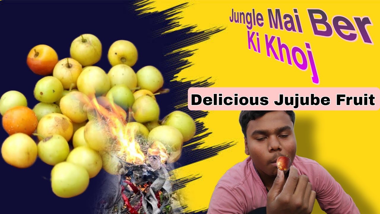 Jungli Ber Fruit | Fresh Indian Jujube Fruits Plucking And Eating In My ...